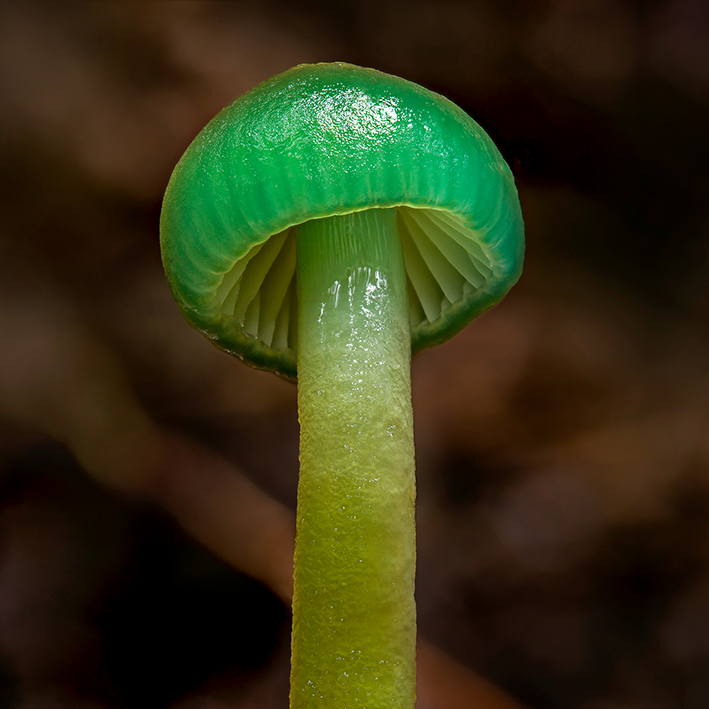 Fungi4Land – Practical knowledge for land managers